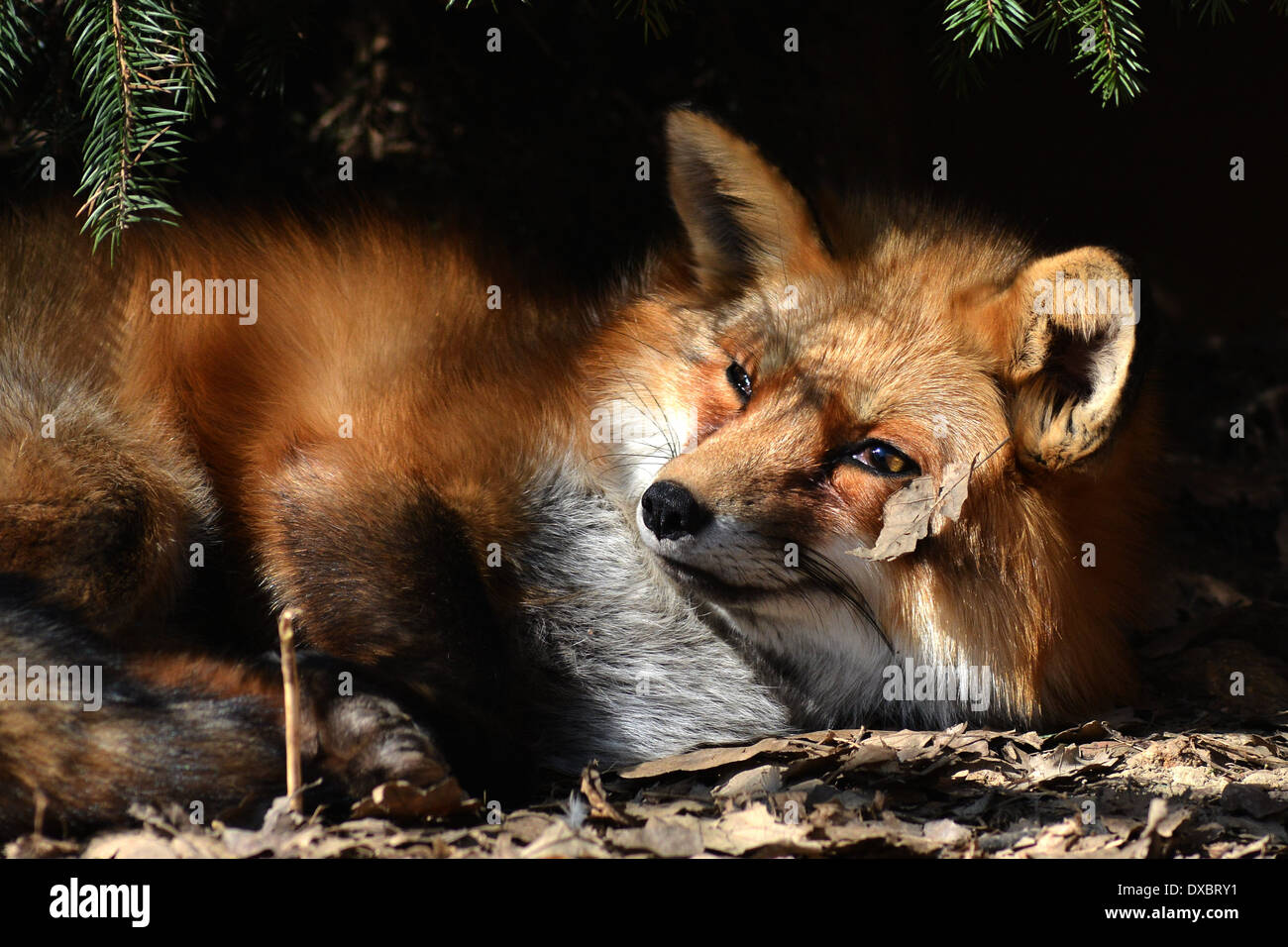 Sleepy fox hi-res stock photography and images - Alamy