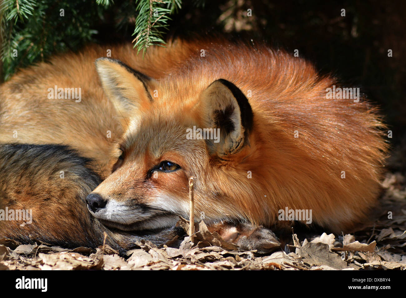 Red Fox Calendar Photo High Resolution Stock Photography and Images - Alamy