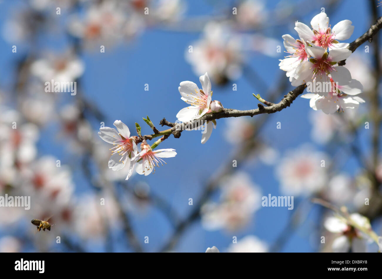 Bee happy hi-res stock photography and images - Alamy
