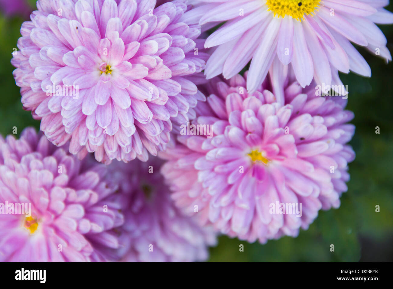 aster on the green background Stock Photo - Alamy