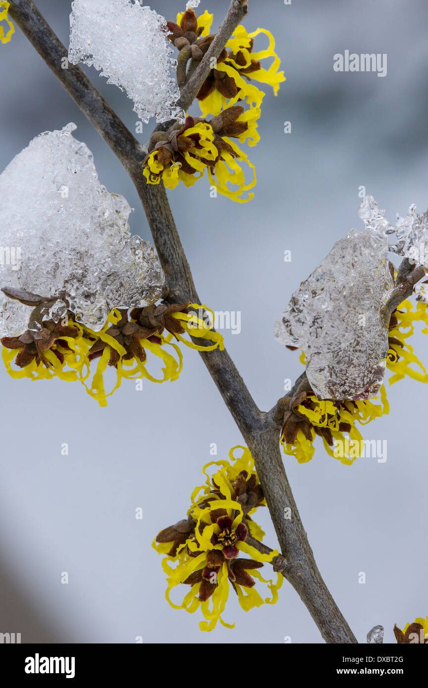 Hamamelis spec hi-res stock photography and images - Alamy