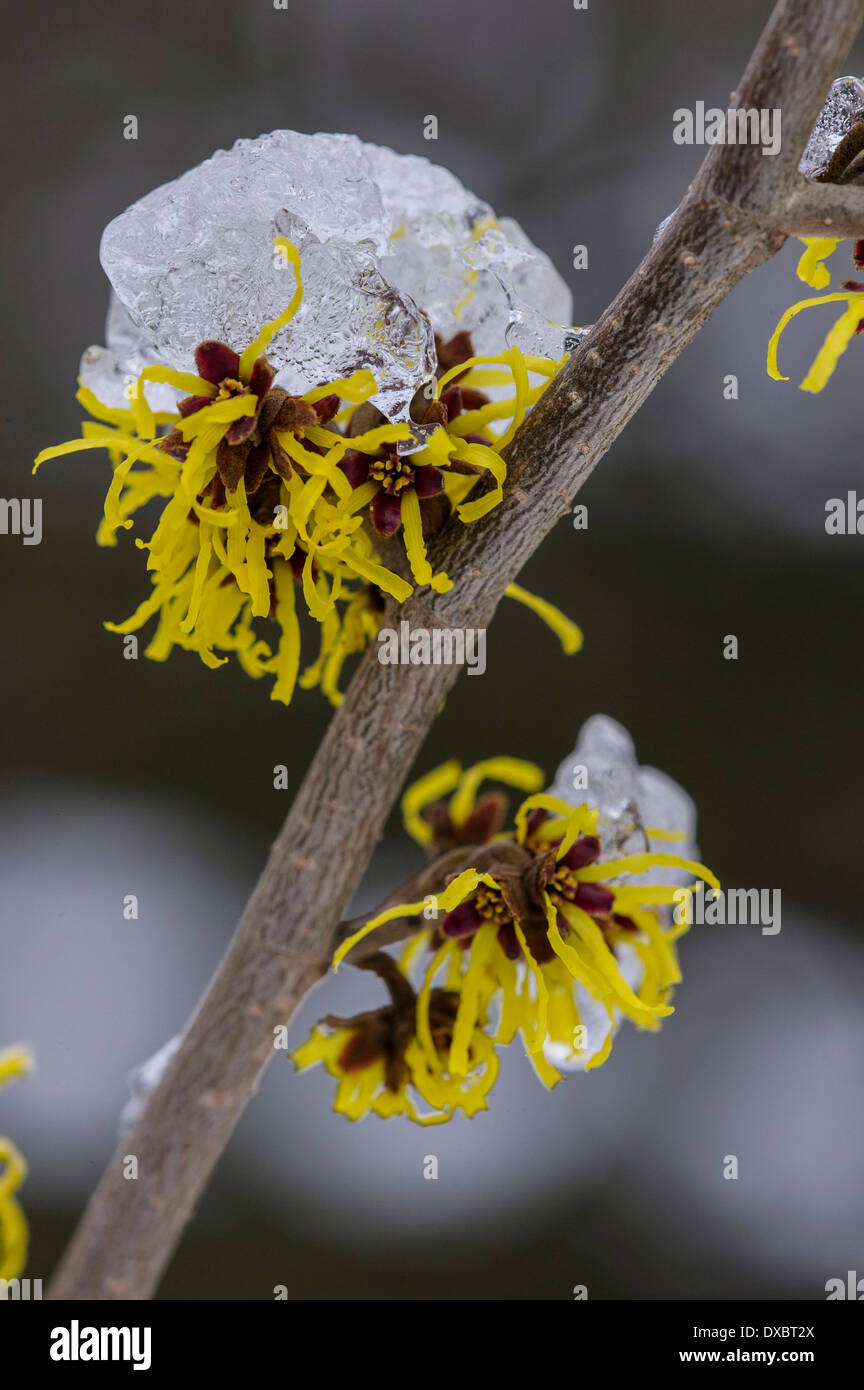 Hamamelis spec hi-res stock photography and images - Alamy