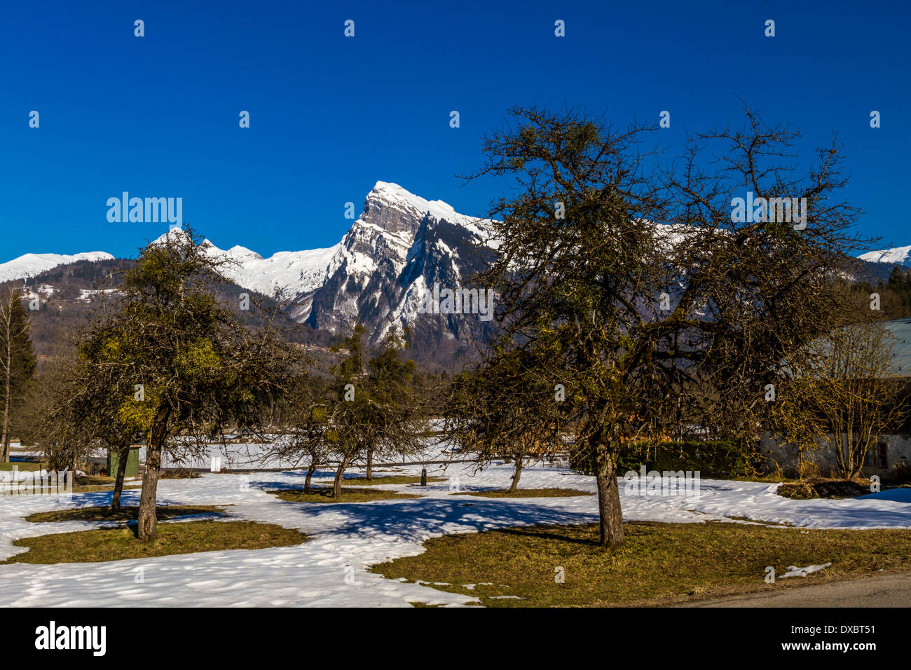 Mistletoe growing on trees in the French Alps (near Samoen Stock Photo ...