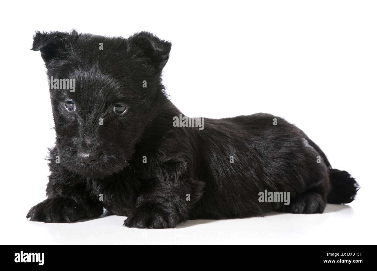 Scottish terrier puppy dog hi-res stock photography and images - Alamy