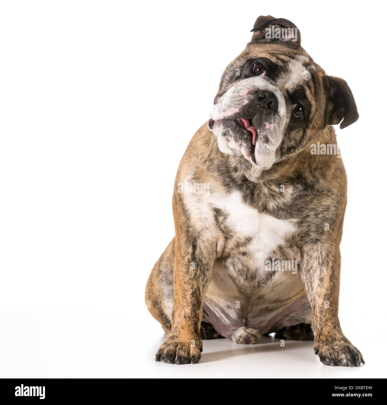 english bulldog looking at viewer isolated on white background Stock ...