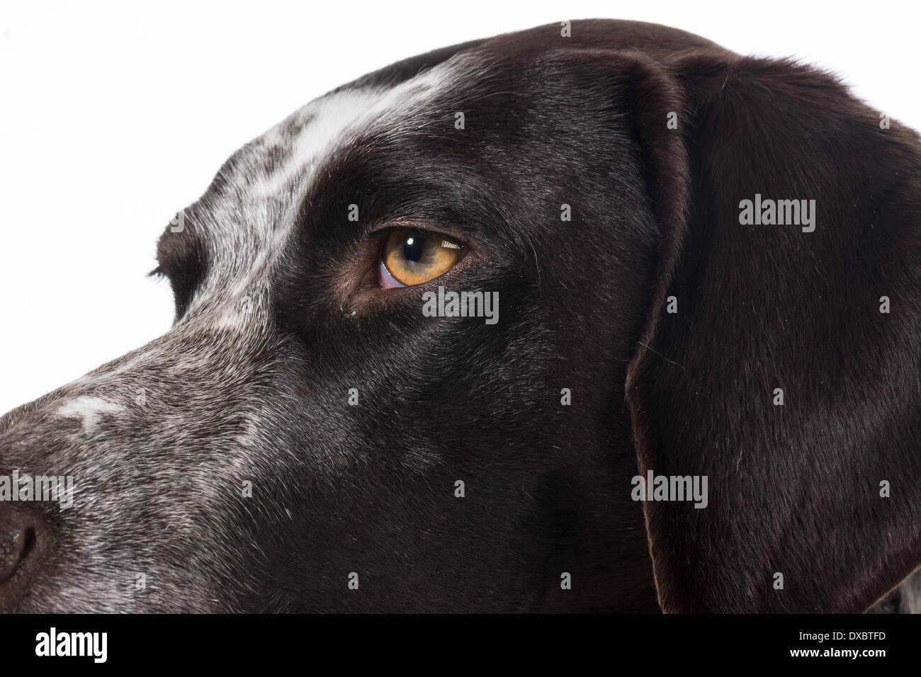 Puppy details hi-res stock photography and images - Alamy