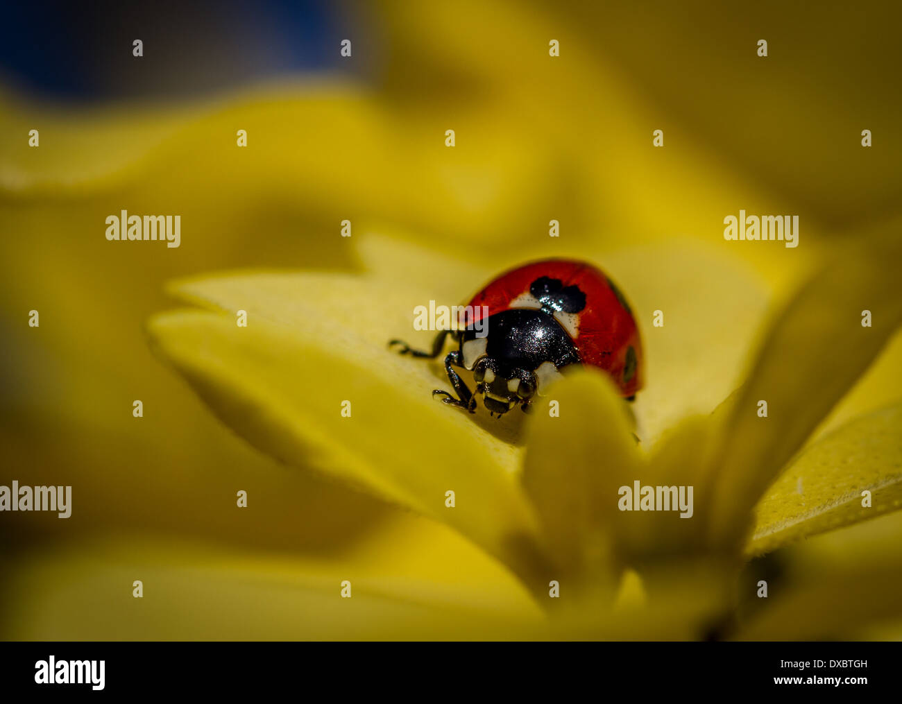 Wildlife: Ladybird face detail - with eyelids, UK Stock Photo - Alamy