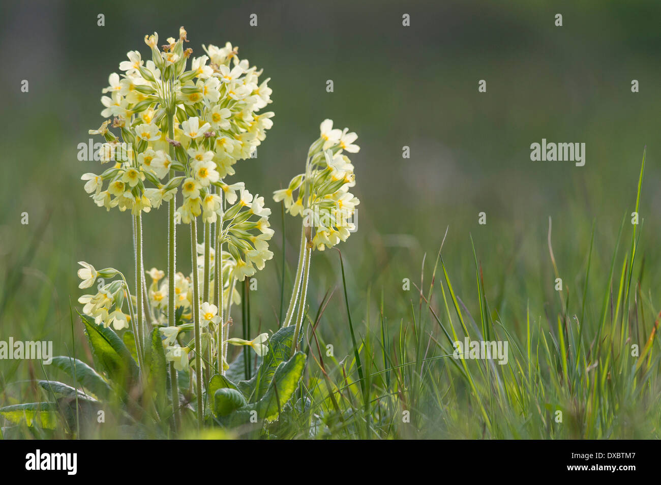 Primula veris hi-res stock photography and images - Alamy