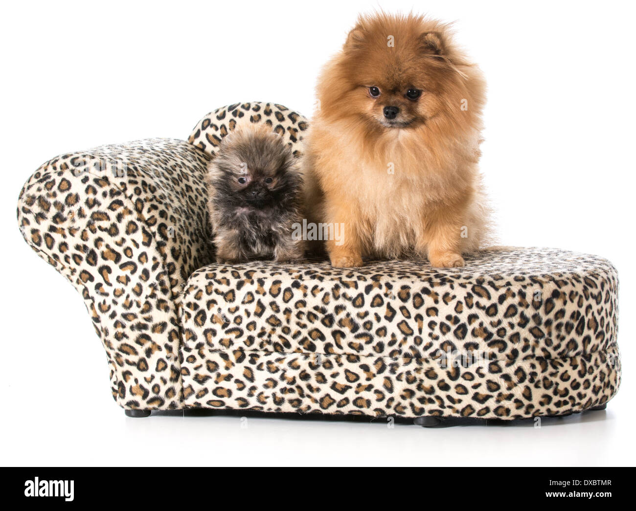 Funny couch Cut Out Stock Images & Pictures - Alamy