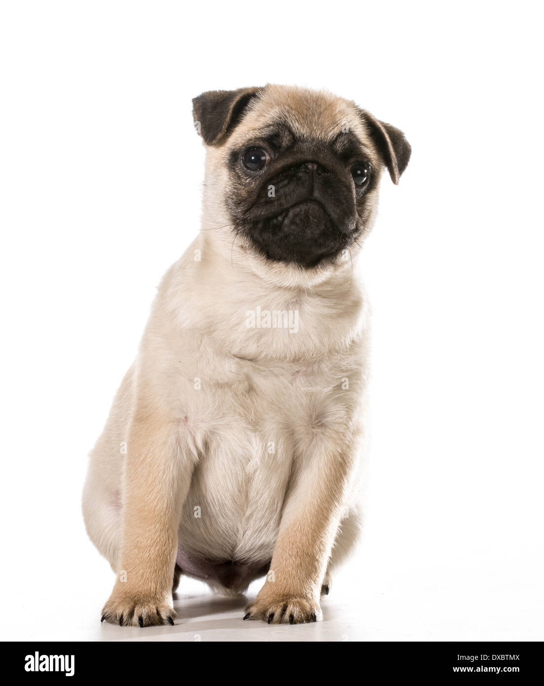 pug sitting leaning to the side isolated on white background Stock ...