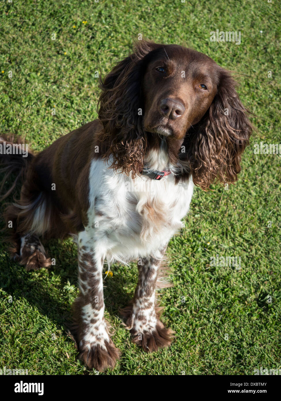 Mottled brown and white hi-res stock photography and images - Alamy