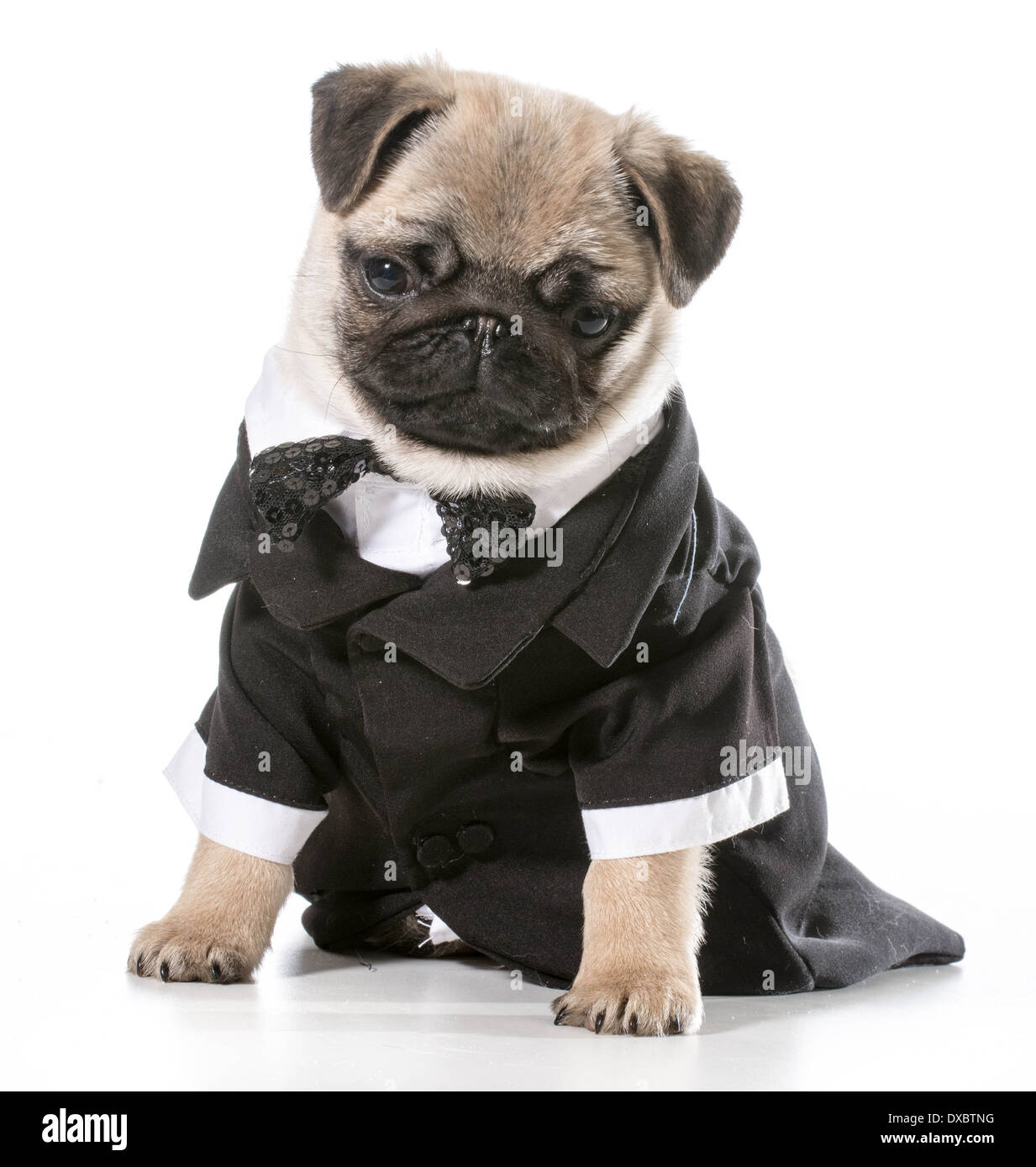 formal dog - pug wearing tuxedo isolated on white background Stock ...