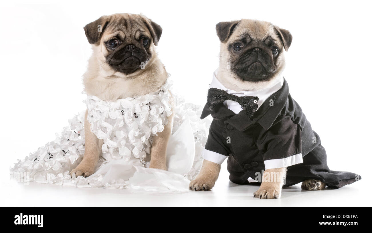 dog bride and groom - pugs isolated on white background Stock Photo - Alamy