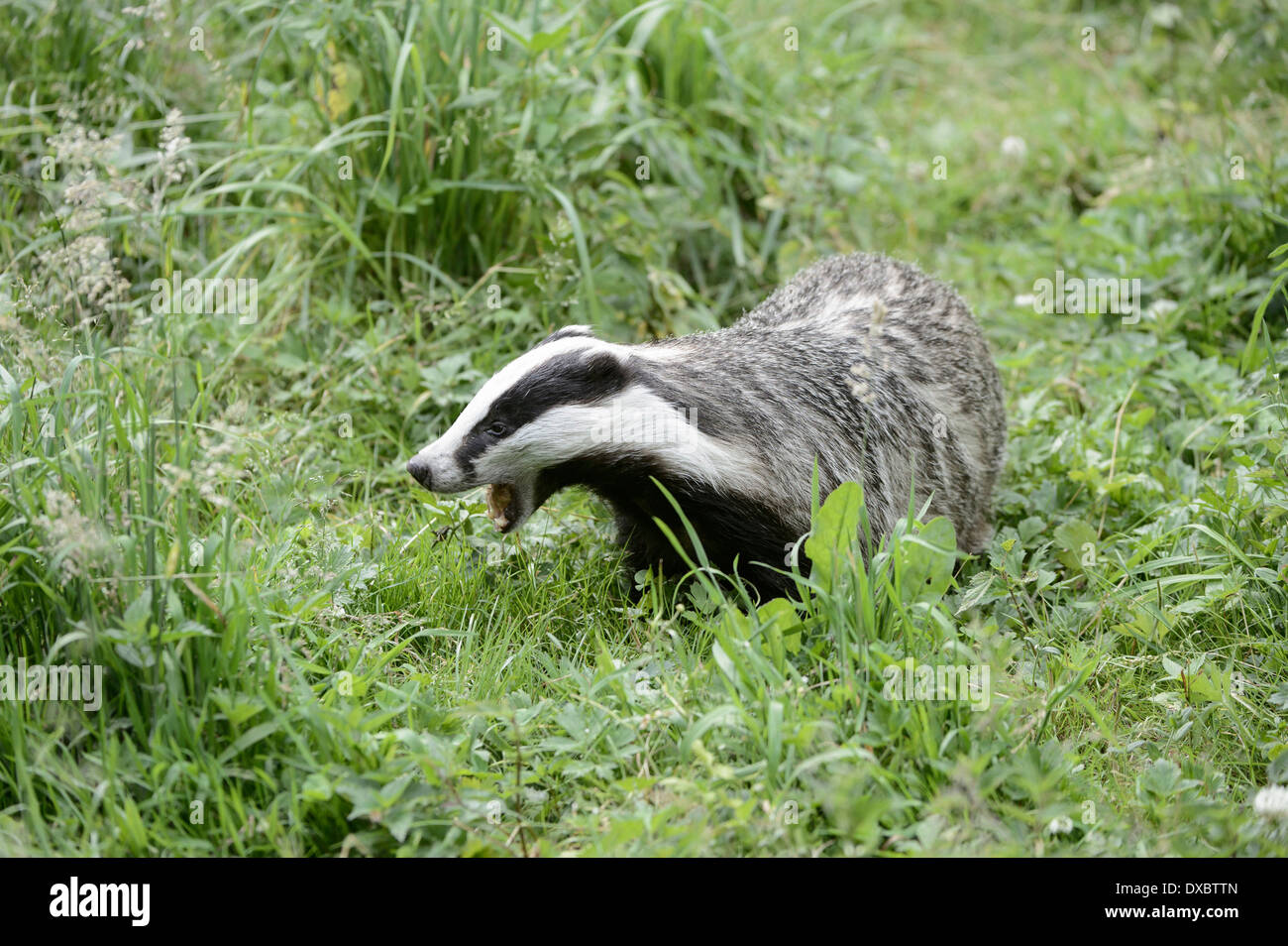 Meles meles meles hi-res stock photography and images - Alamy