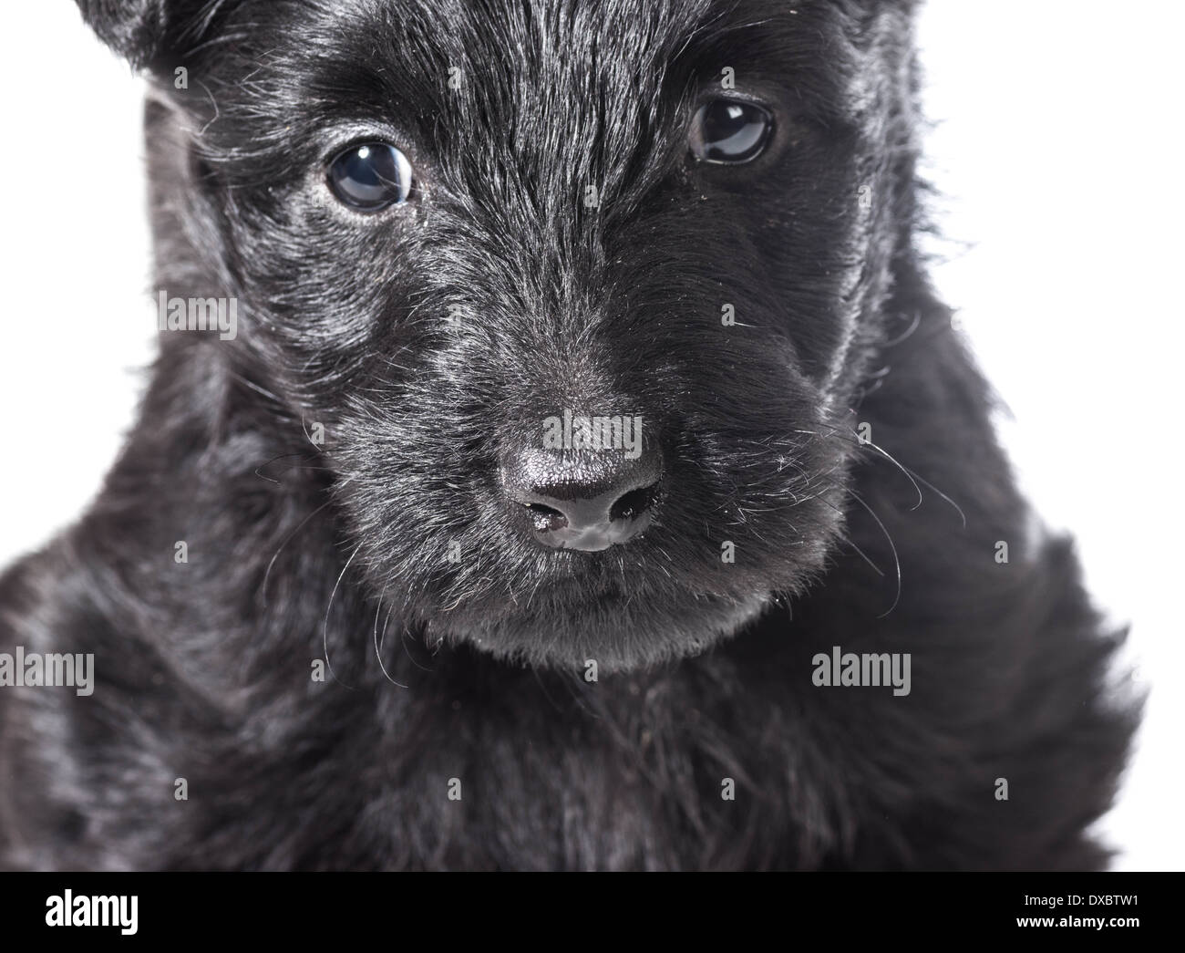 scottish terrier puppy head portrait isolated on white background Stock ...
