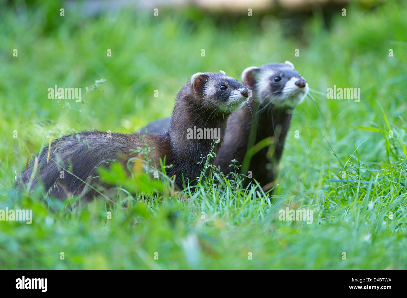 Iltis two hi-res stock photography and images - Alamy