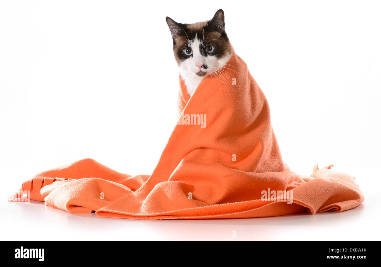 cat under covers - ragdoll sitting under orange blanket on white ...