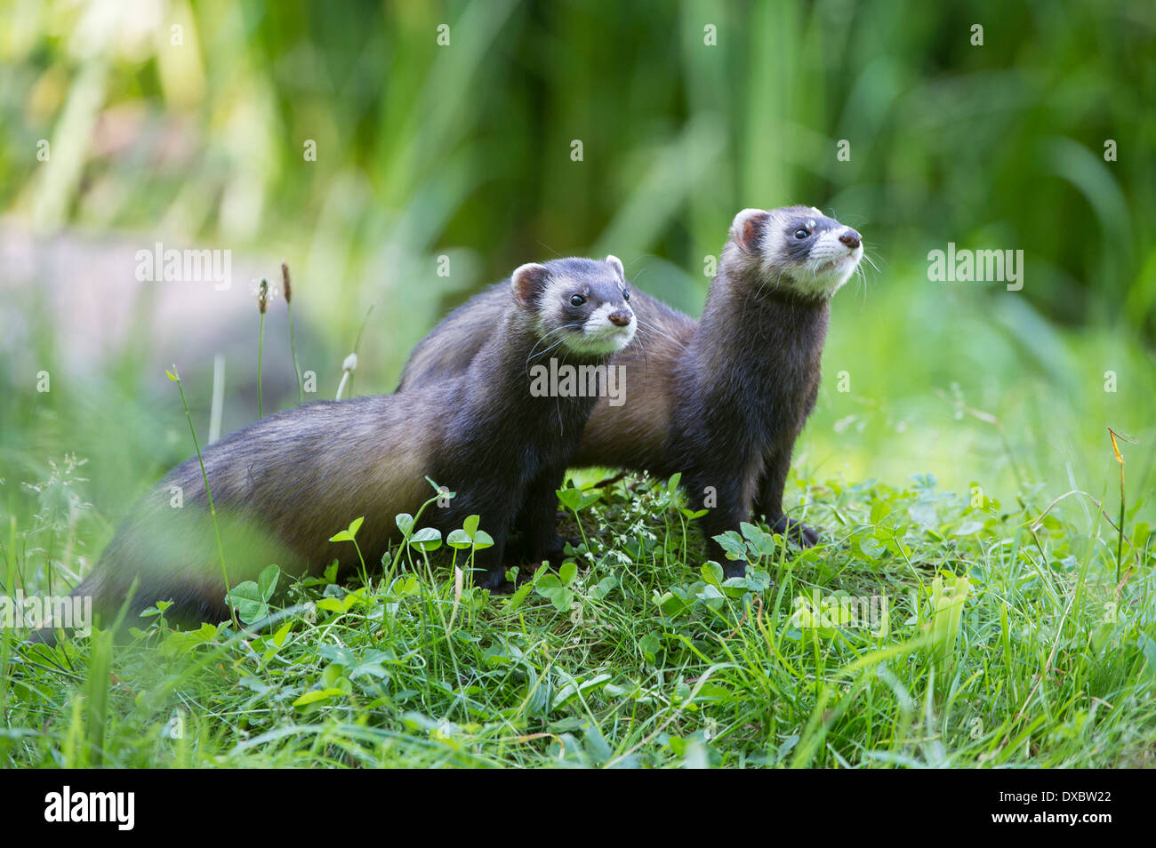 Iltis mustela putorius hi-res stock photography and images - Alamy