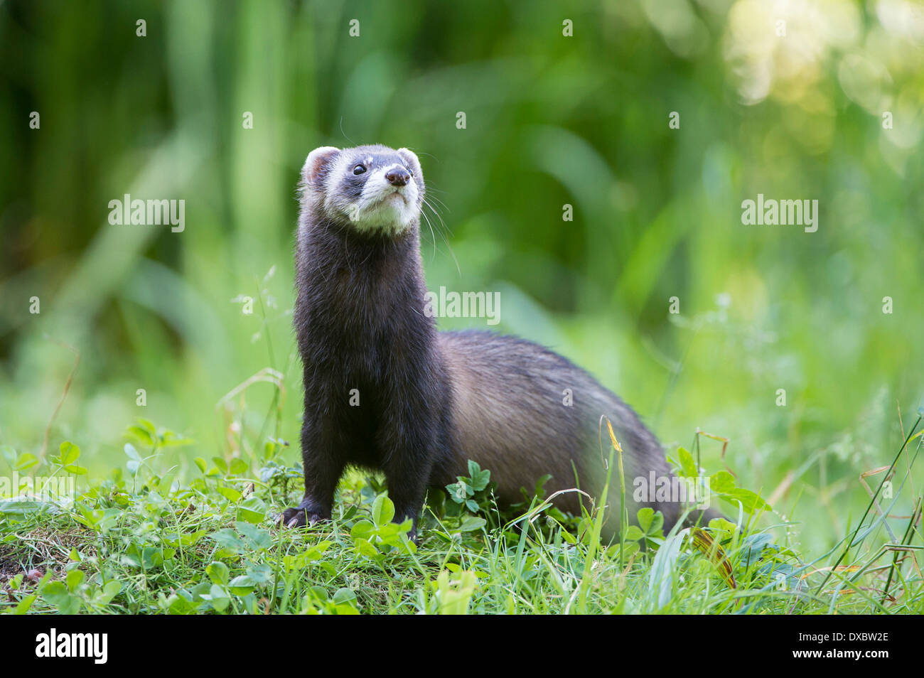 Iltis mustela putorius hi-res stock photography and images - Alamy