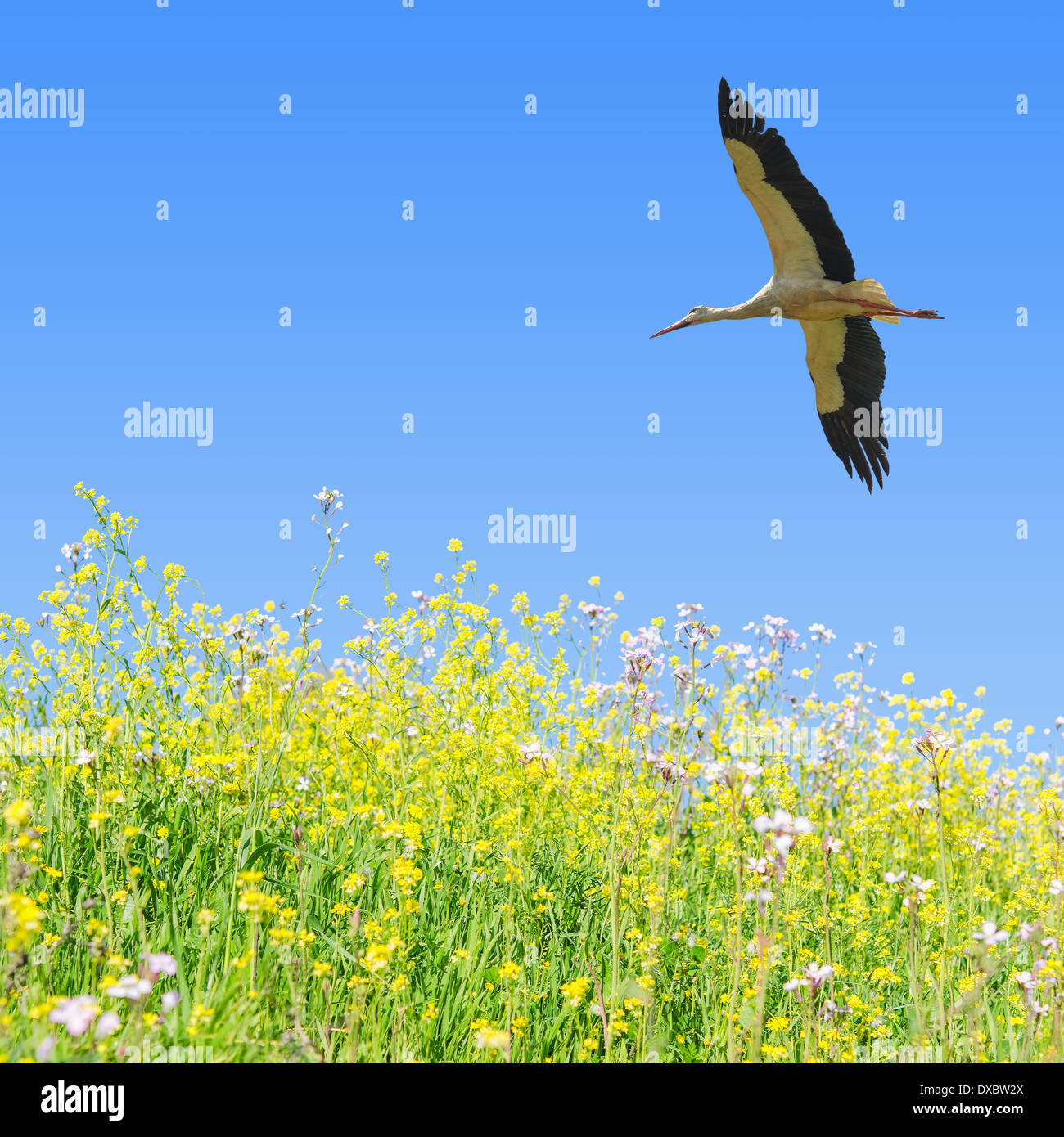 White stork flying hi-res stock photography and images - Alamy