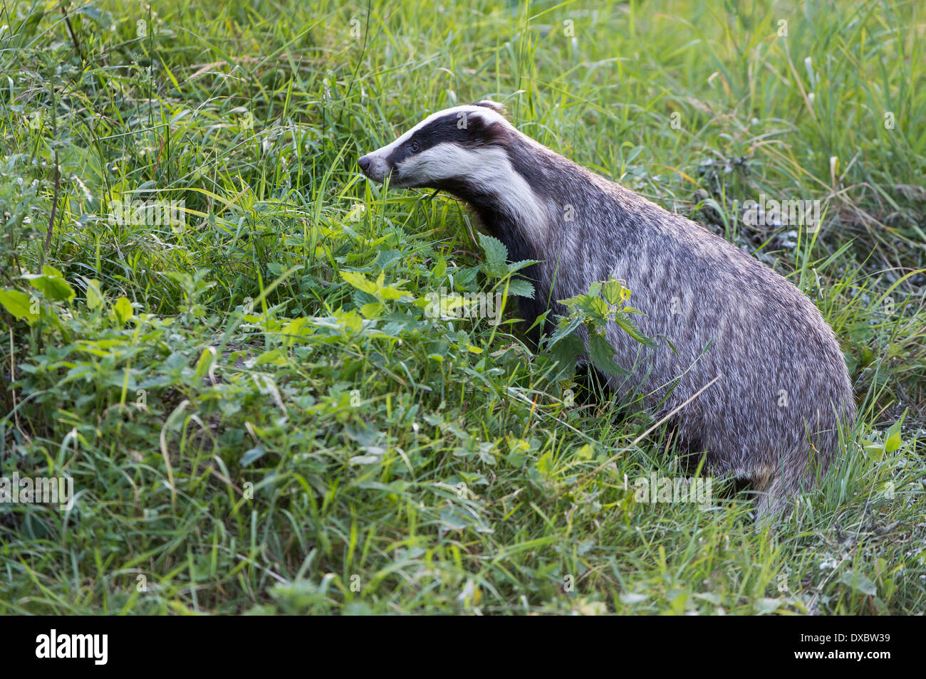 Meles meles meles hi-res stock photography and images - Alamy