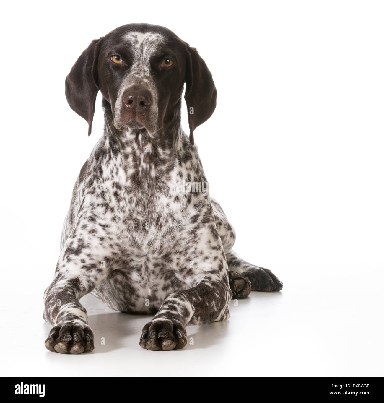 German shorthaired pointer Cut Out Stock Images & Pictures - Alamy