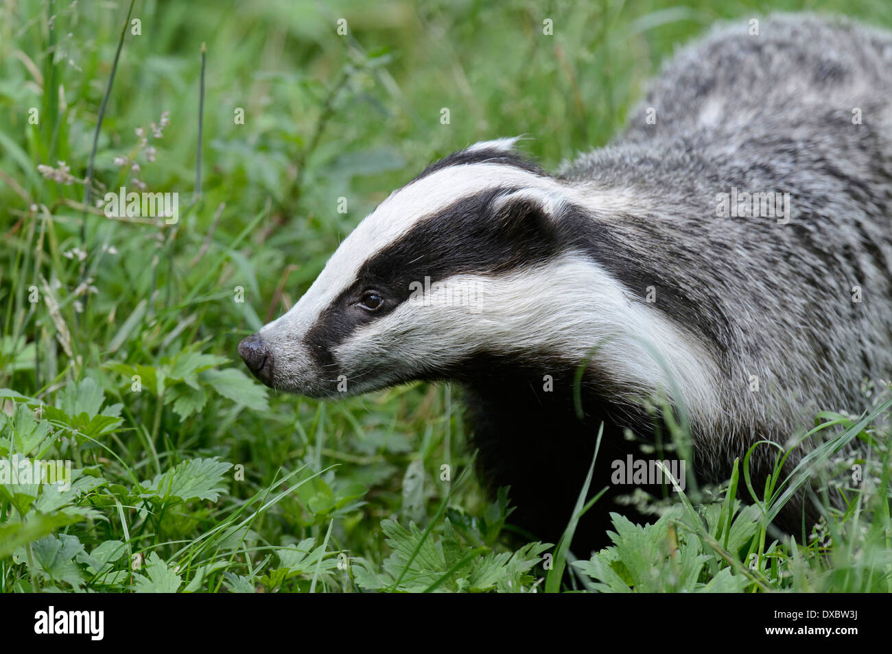Dachs meles meles hi-res stock photography and images - Alamy