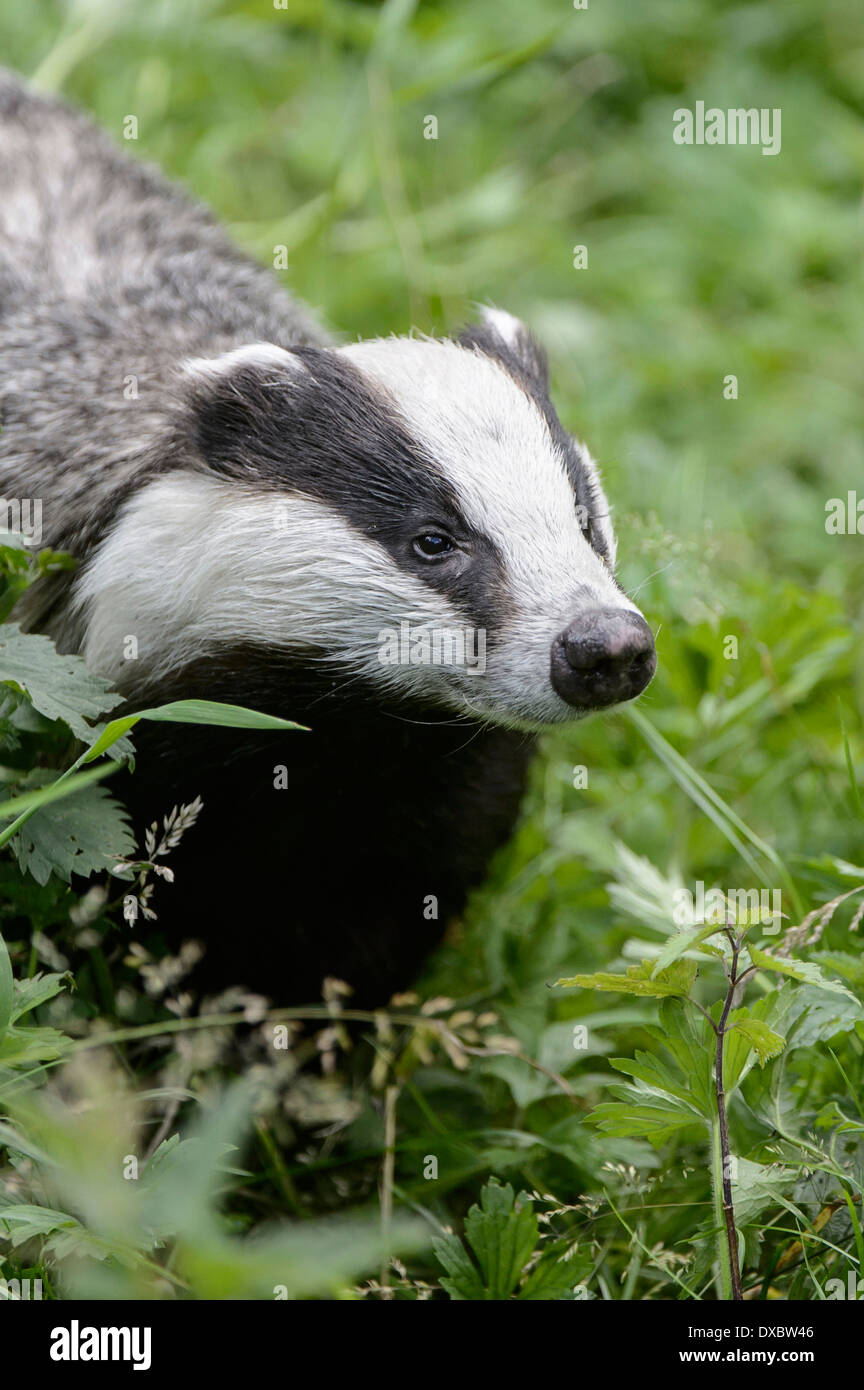 Portrait meles meles hi-res stock photography and images - Alamy