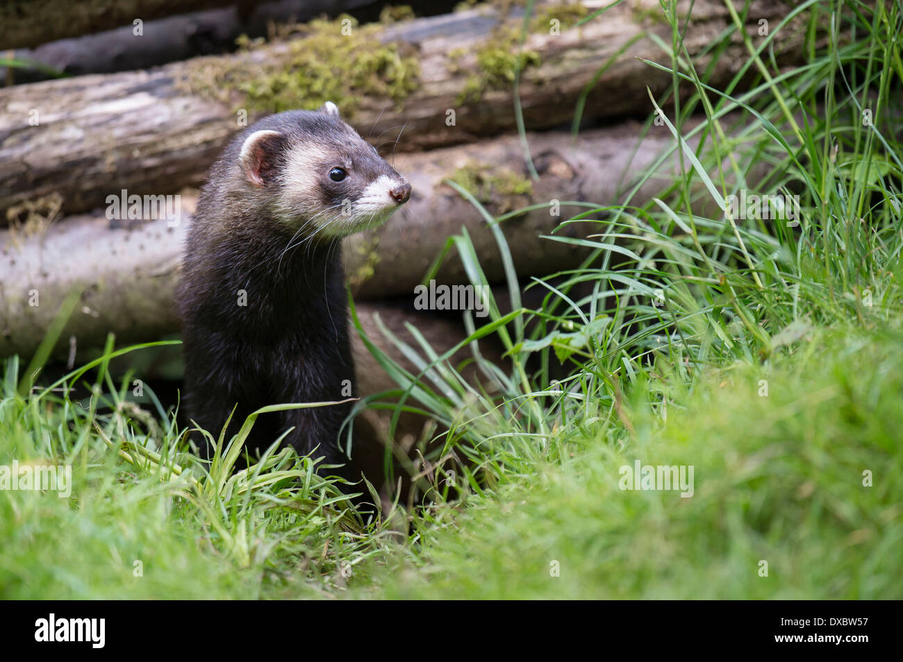 Iltis mustela putorius hi-res stock photography and images - Alamy