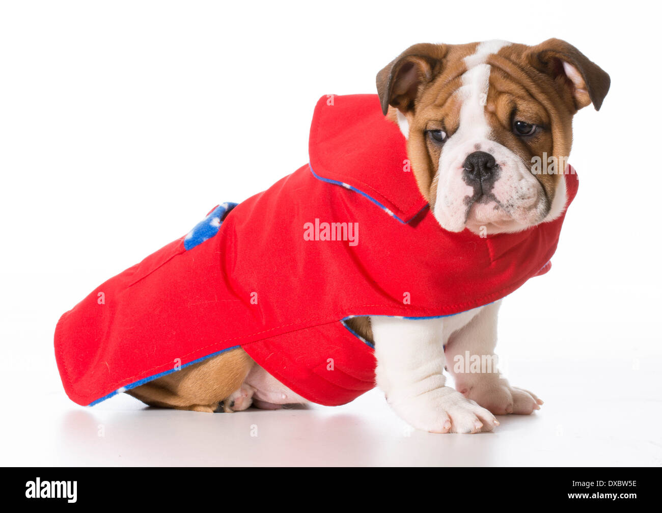 dog wearing coat - english bulldog wearing red coat isolated on white ...