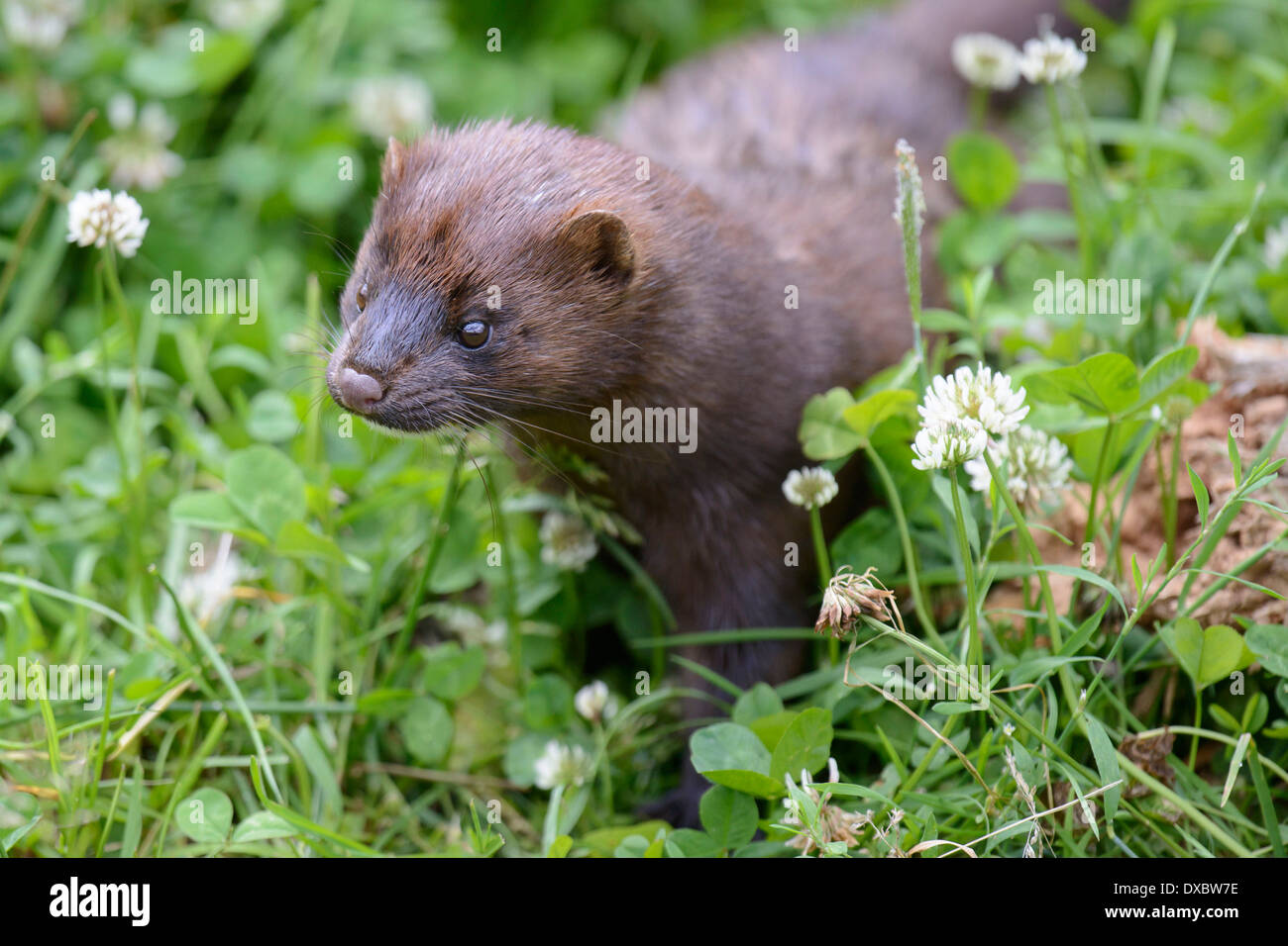 American mink mustela vison standing hi-res stock photography and ...