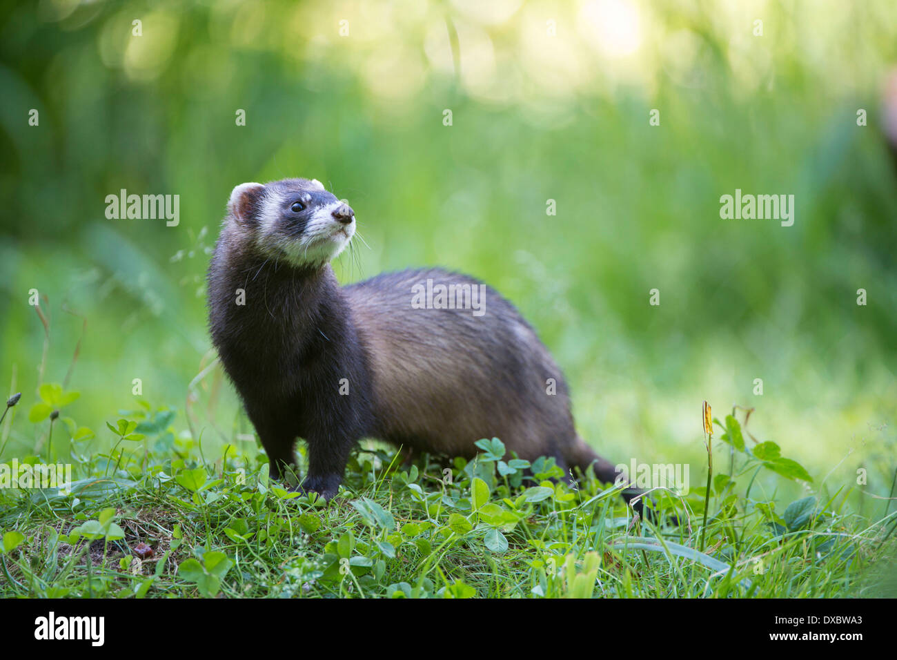 Iltis mustela putorius hi-res stock photography and images - Alamy