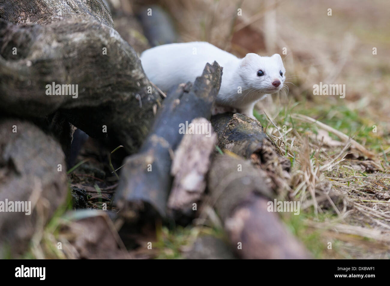 Hermelin mustela erminea hi-res stock photography and images - Alamy