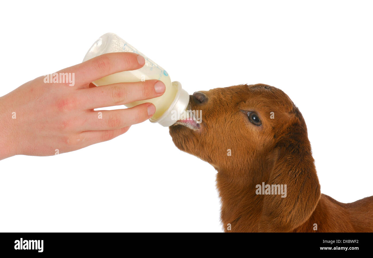 bottle feeding baby goat on white background Stock Photo - Alamy