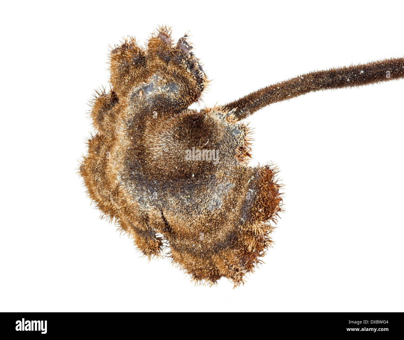 Cone tooth mushroom Stock Photo - Alamy