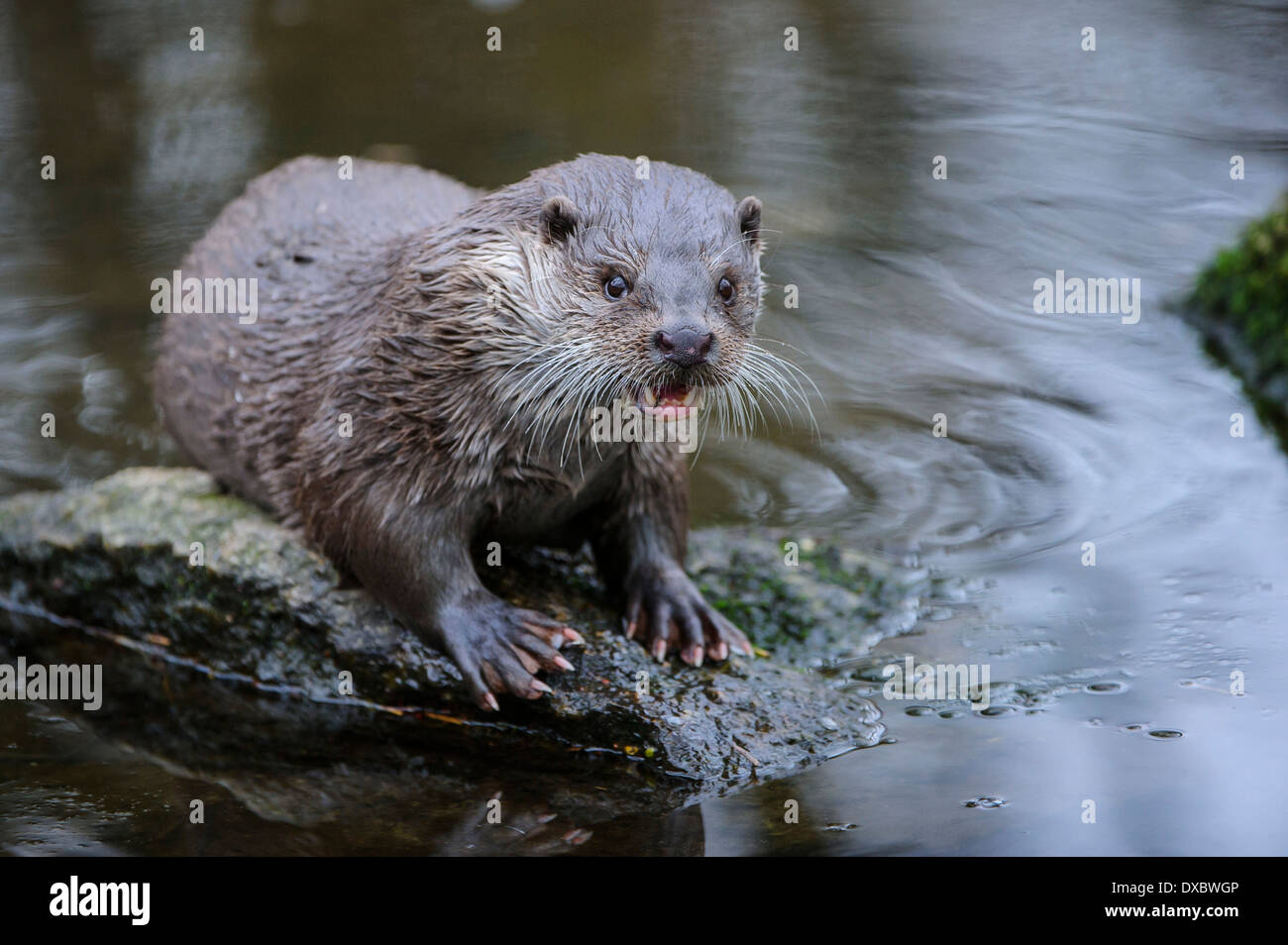 Lutra lutra hi-res stock photography and images - Alamy