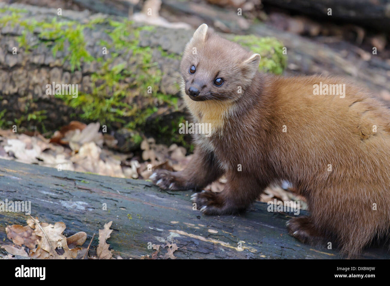 Martes martes hi-res stock photography and images - Alamy