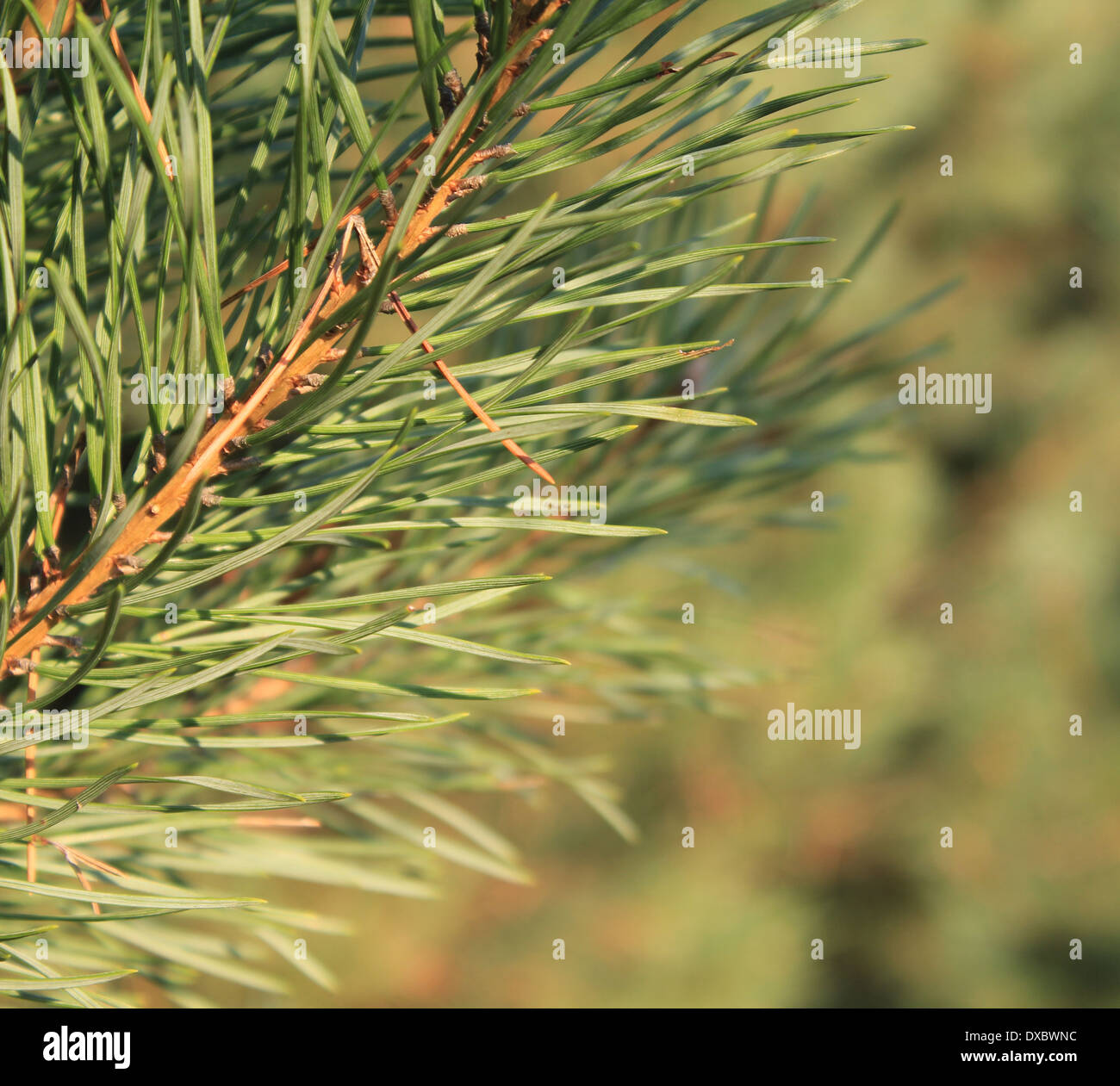 Tree pine flora branch hi-res stock photography and images - Alamy