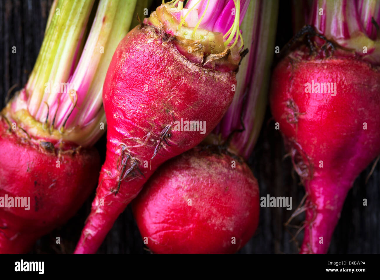 Organic miniature red candy stripe raw beets Stock Photo - Alamy