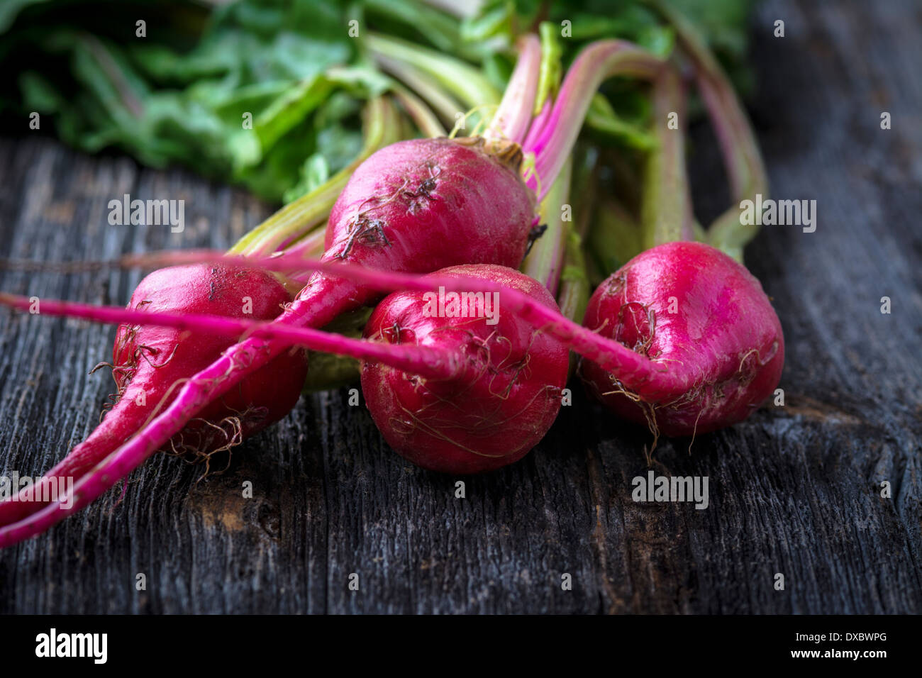 Organic miniature red candy stripe raw beets Stock Photo - Alamy