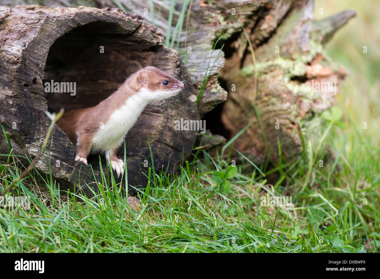 Hermelin mustela erminea hi-res stock photography and images - Alamy