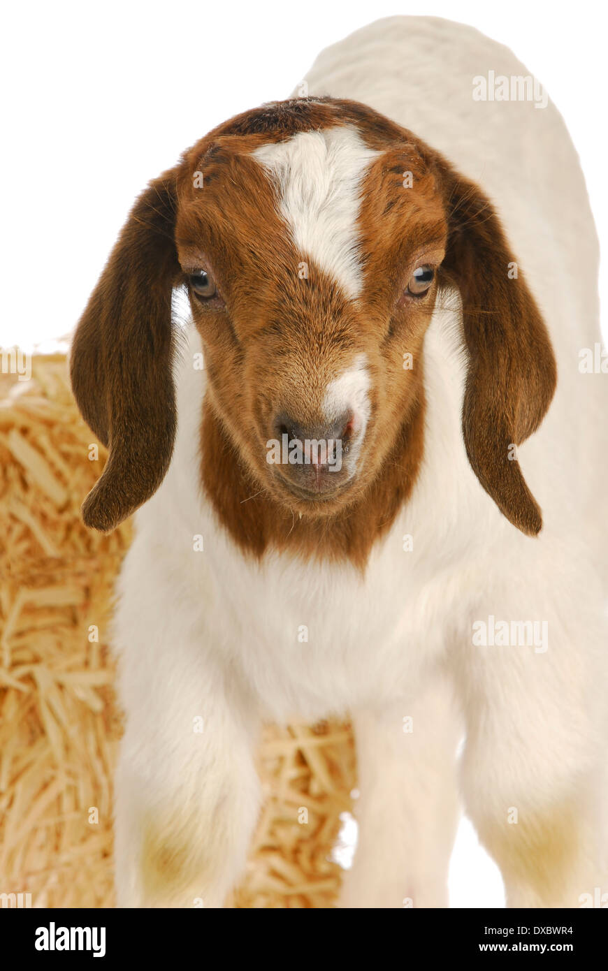 baby goat - south african boer kid - one week old Stock Photo - Alamy