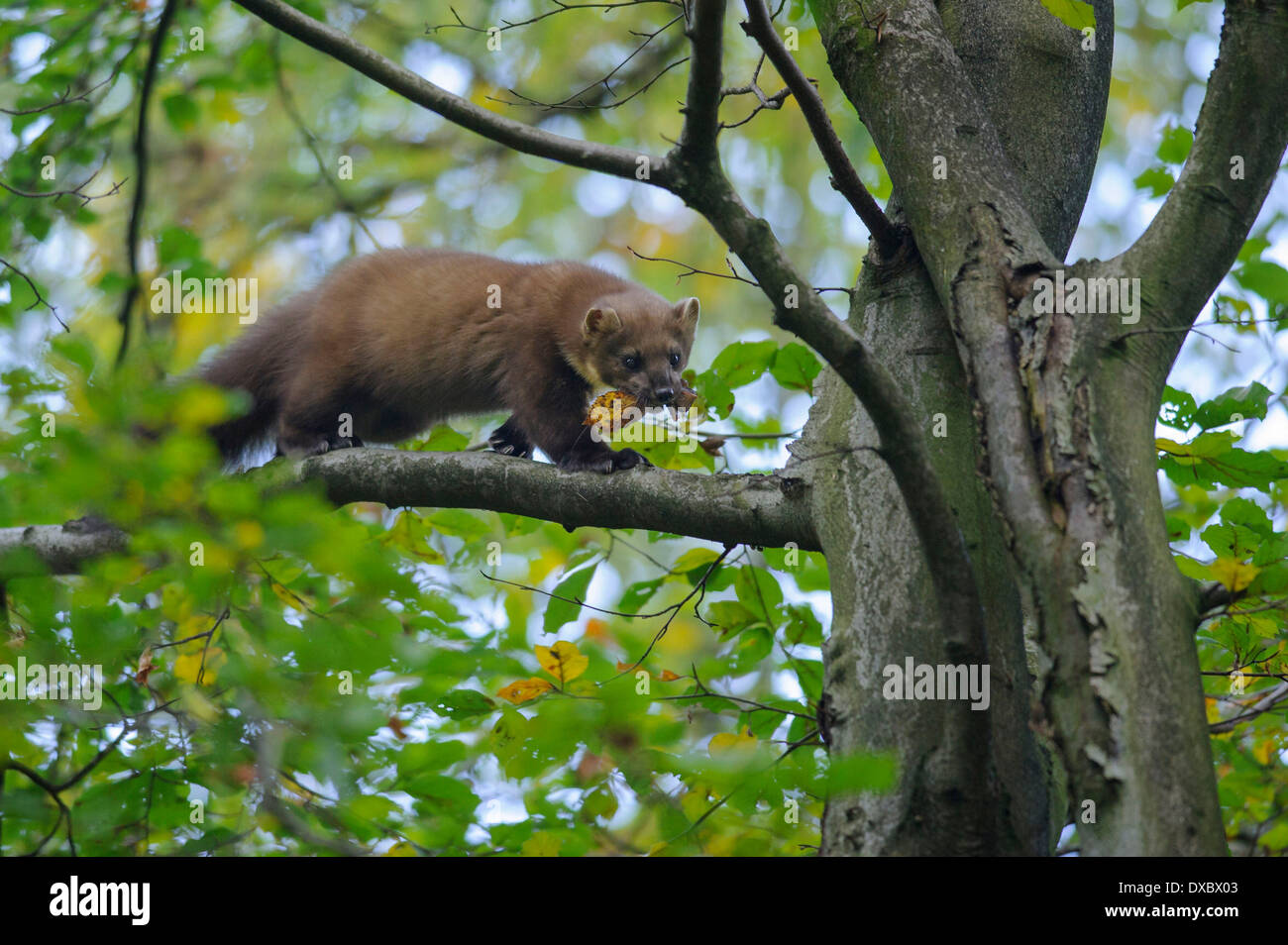 Martes martes baummarder hi-res stock photography and images - Alamy