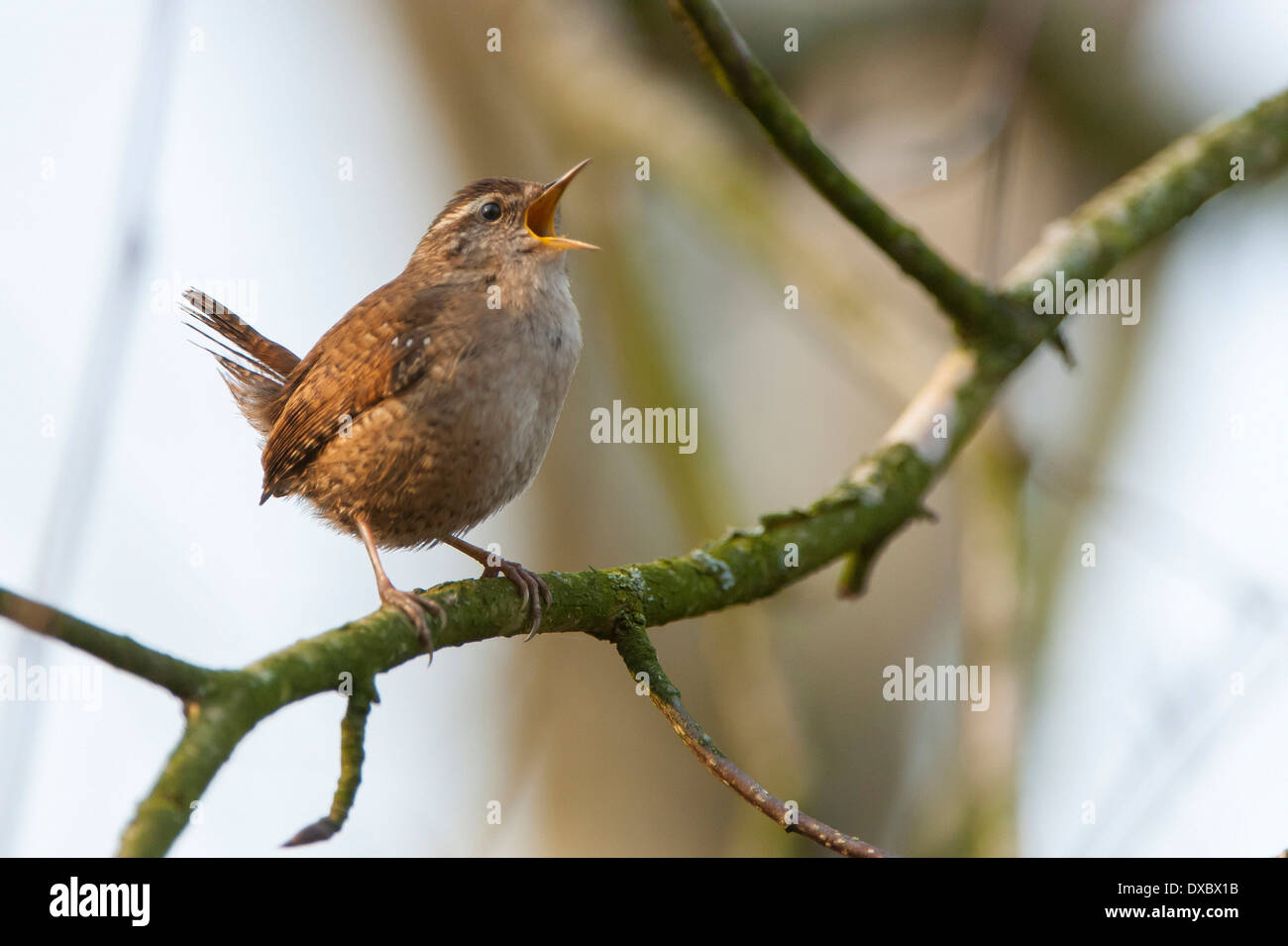 Troglodytges hi-res stock photography and images - Alamy