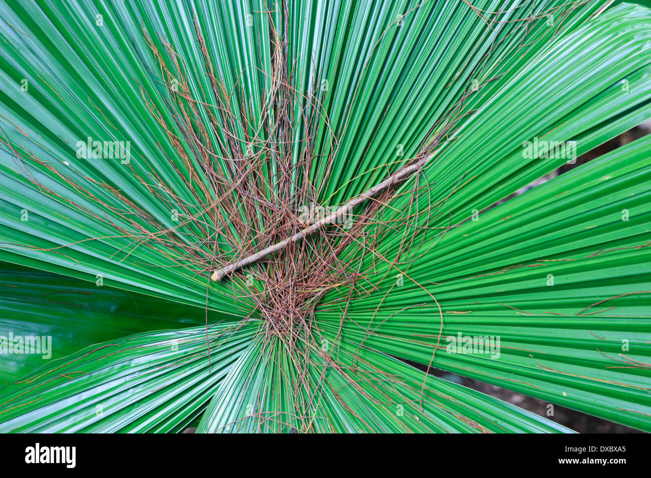 Tropical palm leaves with fallen debris Stock Photo - Alamy
