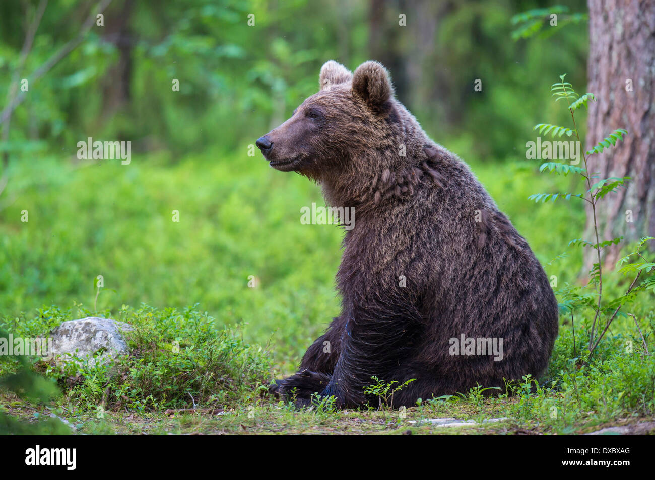 European Brown Bear Stock Photo - Alamy