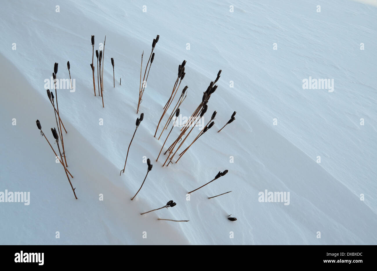 Plant stems in the snow Stock Photo - Alamy