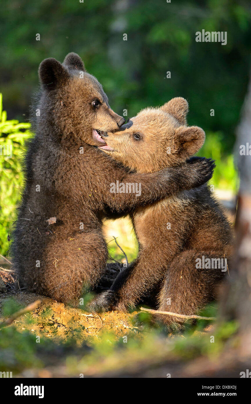 European Brown Bear Stock Photo - Alamy