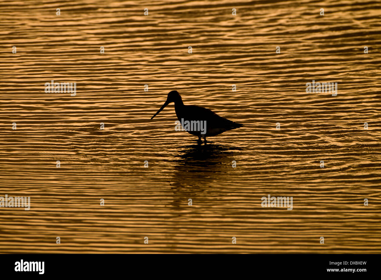 Black-tailed Godwit Limosa limosa evening feeding Stock Photo - Alamy