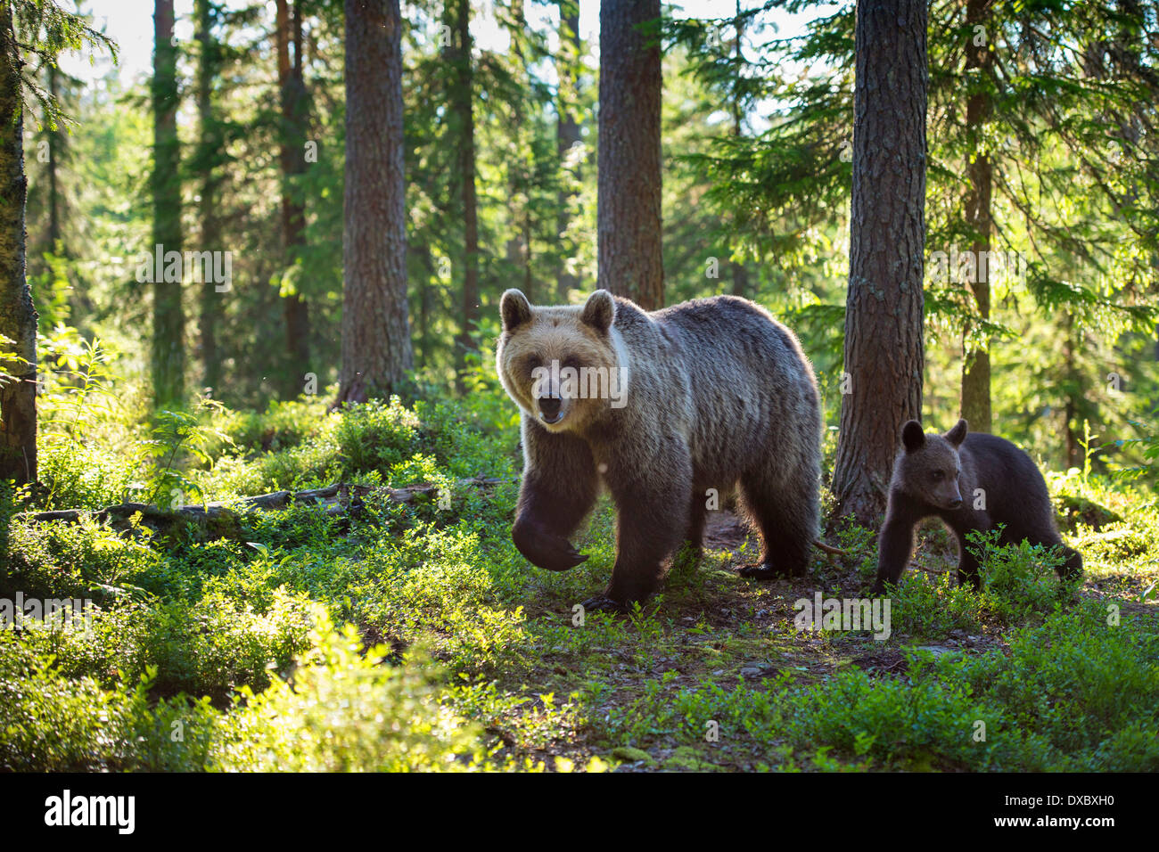 European Brown Bear Stock Photo - Alamy